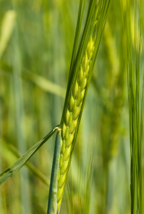 Flour & Water | Rye time